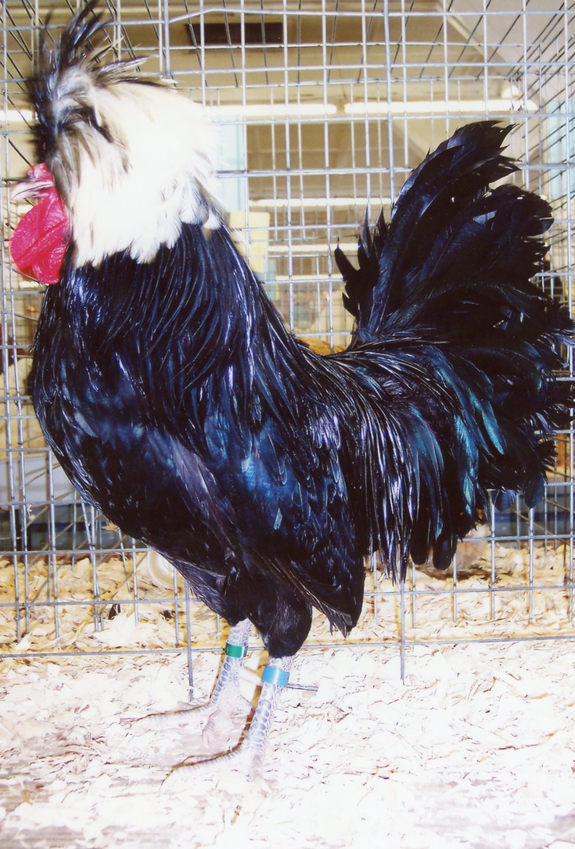 White Crested Black Polish Chickens | Cackle Hatchery