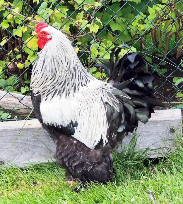 Dark Brahma Chickens - Baby Chicks for Sale | Cackle Hatchery