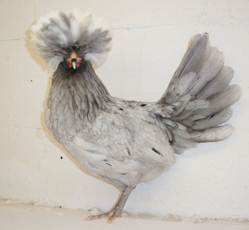 Splash Polish Chickens - Baby Chicks & Fowl | Cackle Hatchery