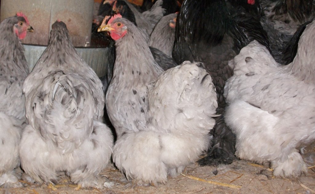 Splash Cochin - Standard Cochin Chickens | Cackle Hatchery