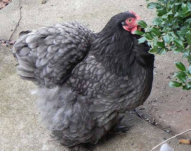 Blue Cochin Bantam - Baby Chicks for Sale | Cackle Hatchery