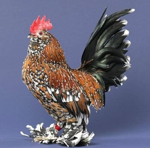 Mille Fleur D'Uccle Bantam Chicks for Sale | Cackle Hatchery