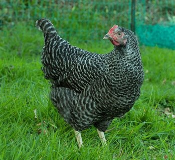 Cuckoo Maran Hen