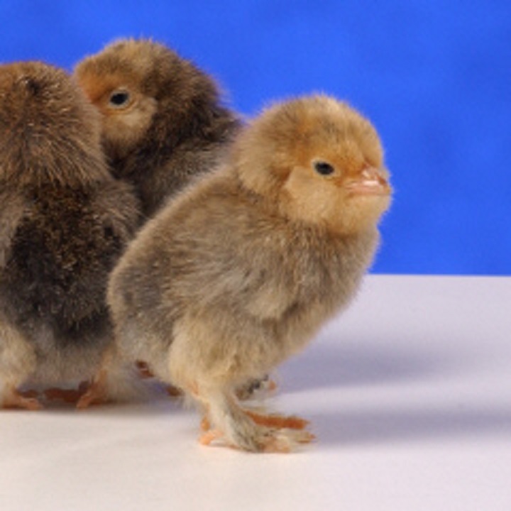 Mille Fleur D'Uccle Bantam Chicks for Sale | Cackle Hatchery
