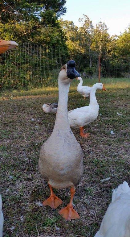 African Geese - Baby Waterfowl for Sale | Cackle Hatchery