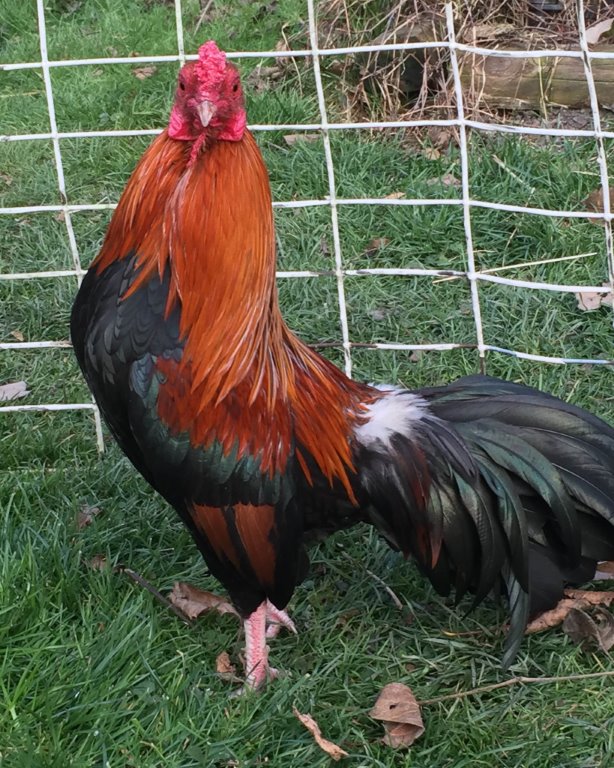 Black Breasted Red Cubalaya Bantams | Cackle Hatchery
