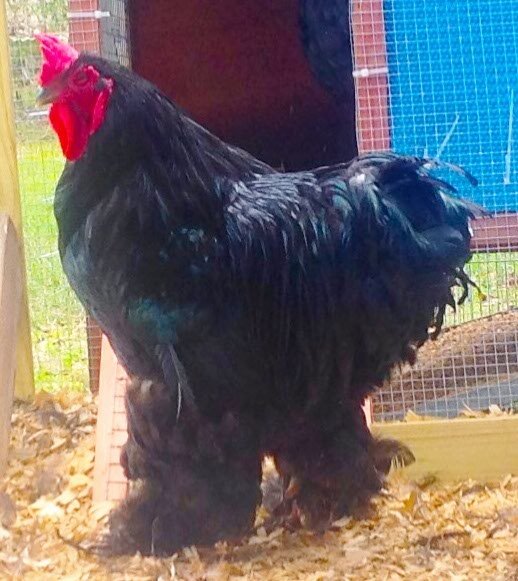 Black Cochins - Standard Cochin Baby Chicks | Cackle Hatchery