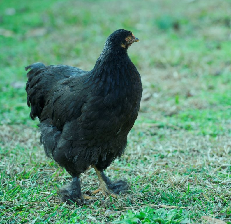 French Black Marans - Dark Brown Egg Layer | Cackle Hatchery
