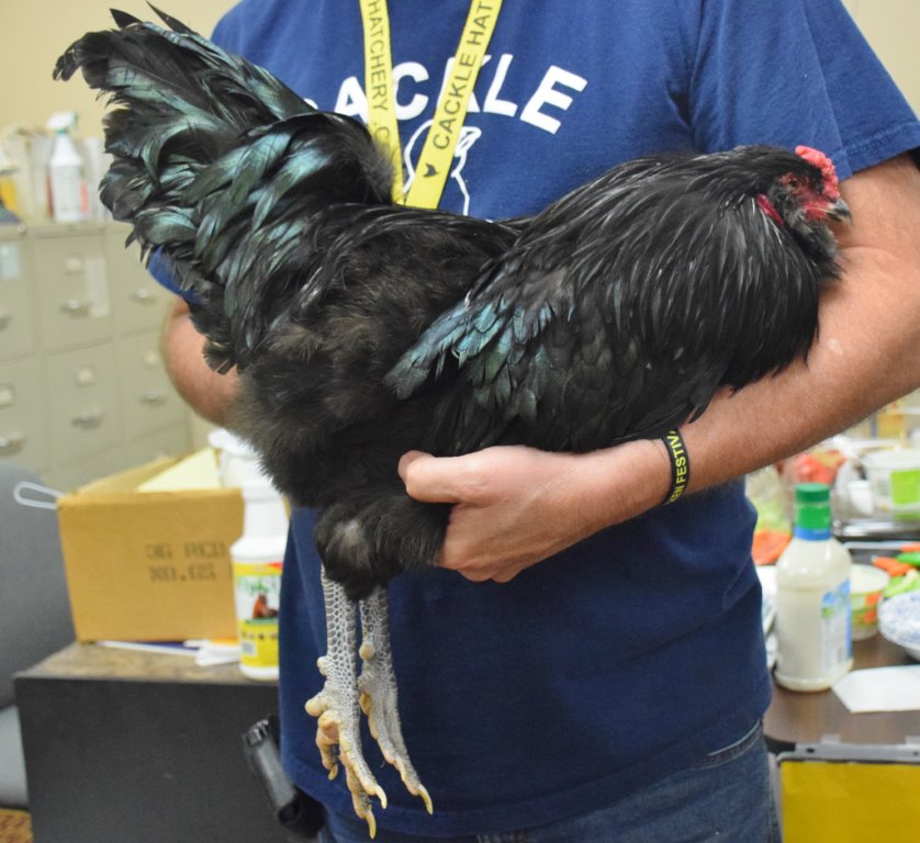 Black Ameraucana Chicks for Sale | Cackle Hatchery