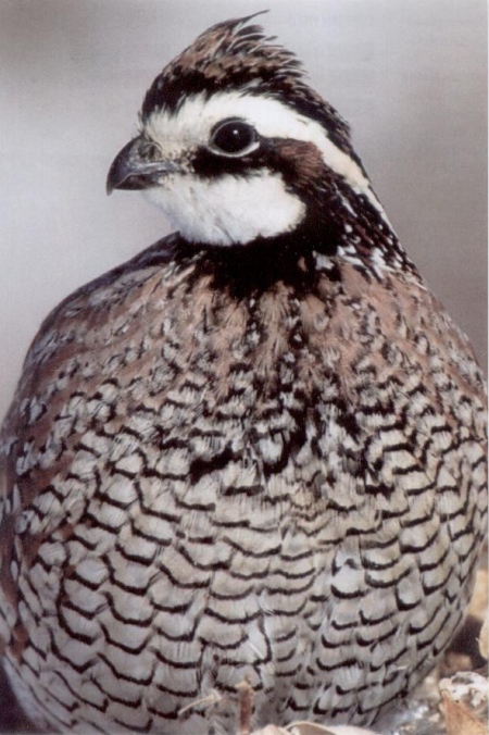 Bobwhite Quail for Sale - Game Bird Chicks | Cackle Hatchery