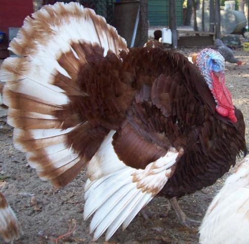 Bourbon Red Turkey - Heritage Turkey Poults | Cackle Hatchery
