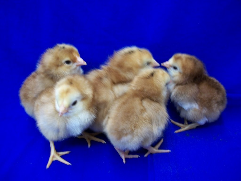 Baby Chicks For Sale Jacksonville Fl at Laura Hefley blog