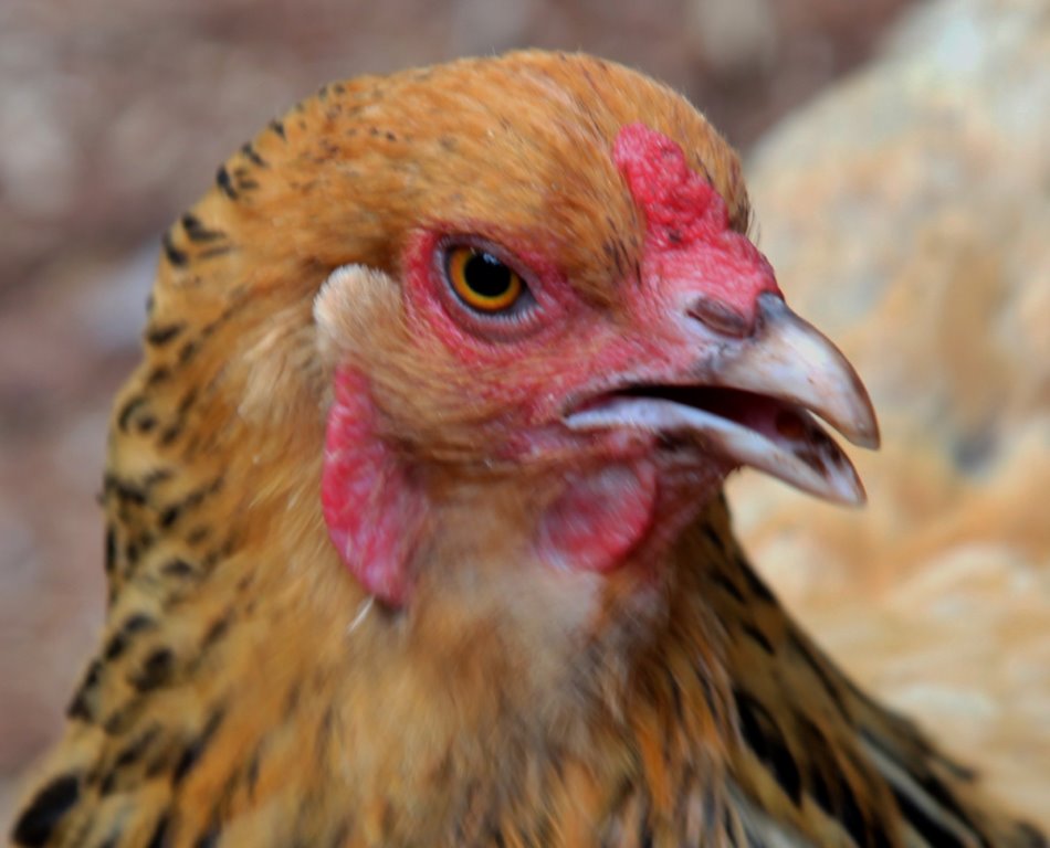 Buff Brahma Bantam Chickens for Sale | Cackle Hatchery