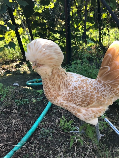 Buff Laced Polish Chicken - Chicks for Sale | Cackle Hatchery