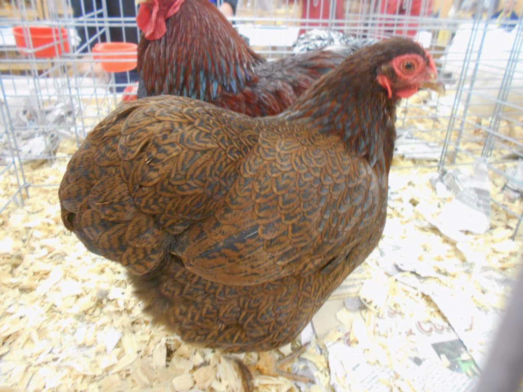 Partridge Wyandotte Bantam Chicks for Sale | Cackle Hatchery