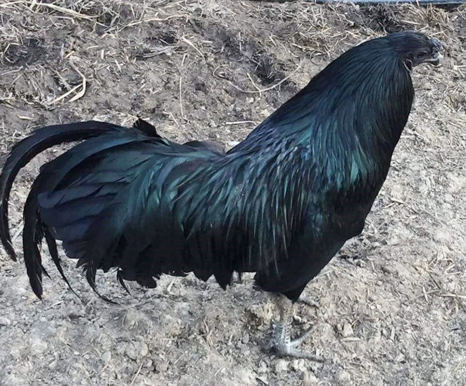 Black Sumatra Chicken: Baby Chicks for Sale | Cackle Hatchery