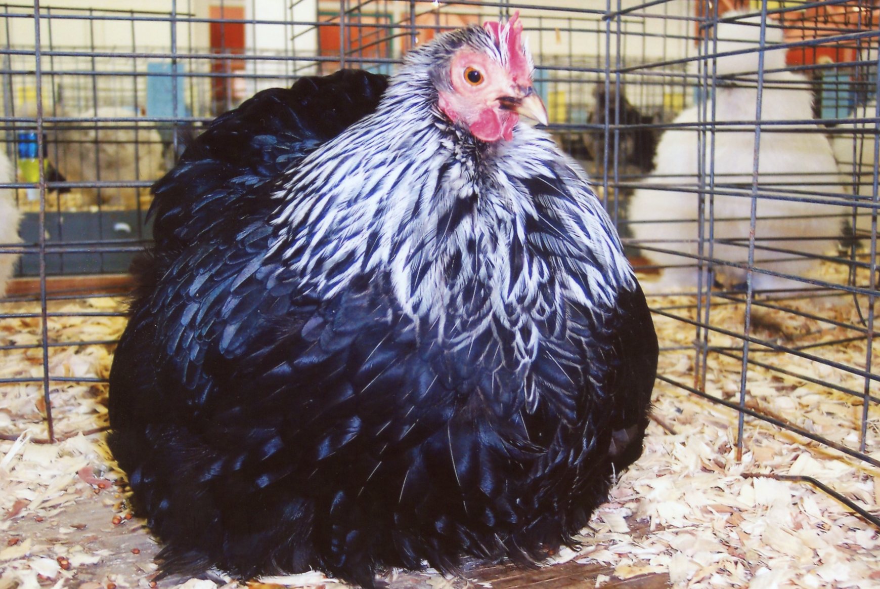 Birchen Cochen Bantam - Bantam Chickens | Cackle Hatchery