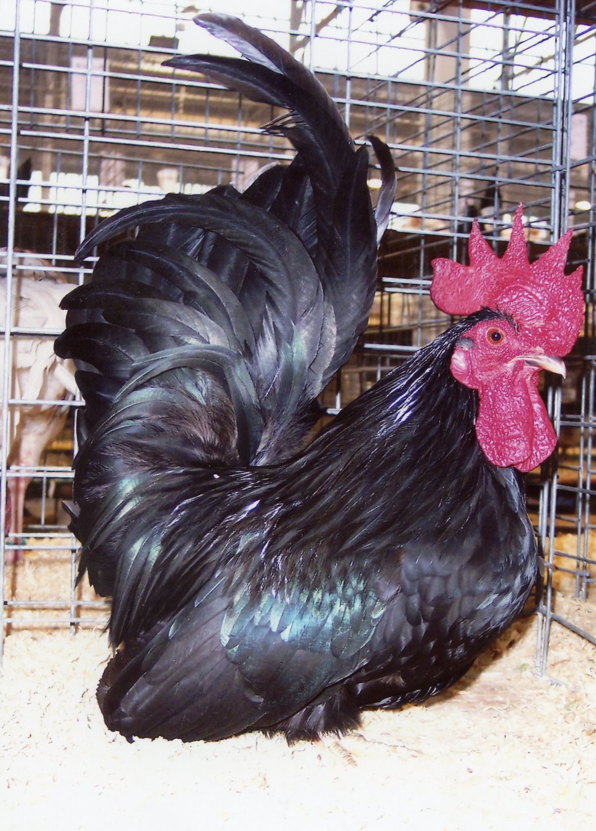 Black Japanese Bantam Chickens for Sale | Cackle Hatchery