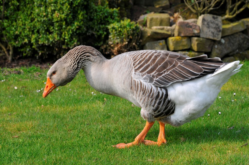 Toulouse Geese for Sale - Waterfowl Hatchery | Cackle Hatchery