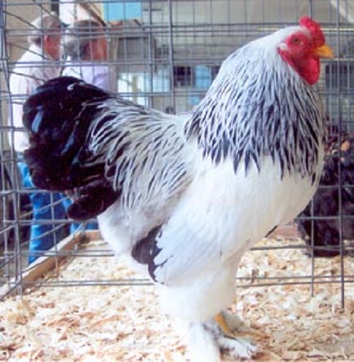 Light Brahma Chickens - Baby Chicks for Sale | Cackle Hatchery