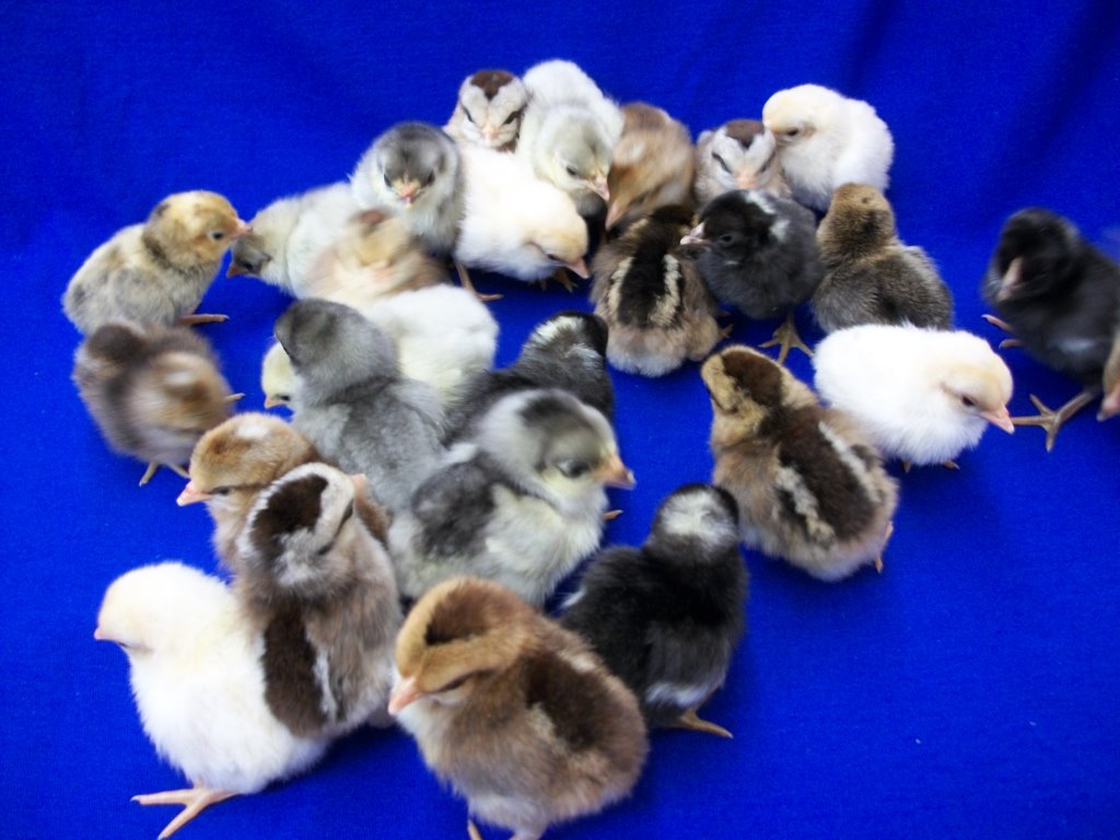 Old English Game Bantam Baby Chick Special | Cackle Hatchery