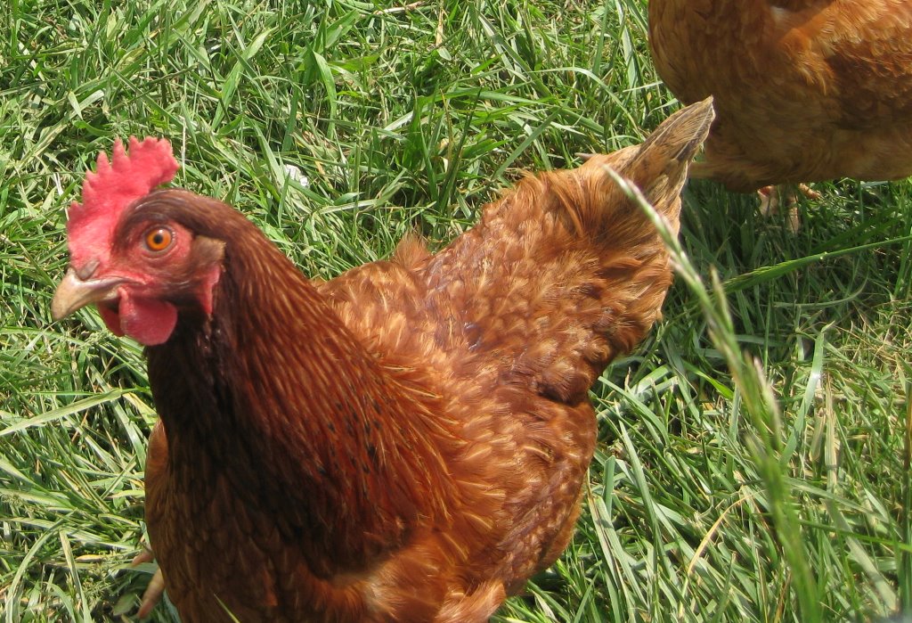 Production Red Chickens - Baby Chicks for Sale | Cackle Hatchery