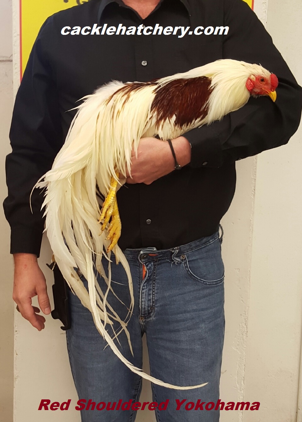 Red Shoulder Yokohama Chickens | Cackle Hatchery