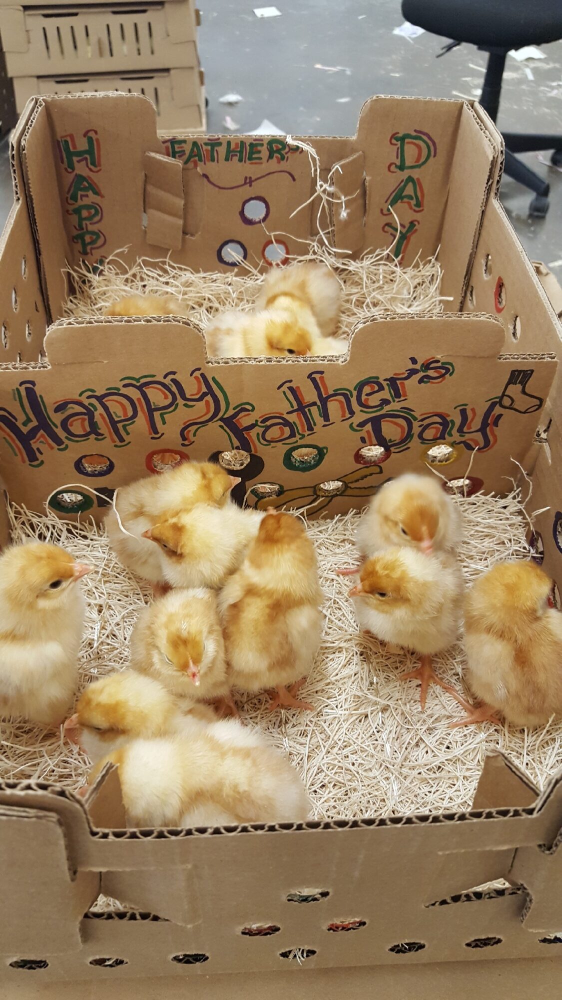 Decorated Baby Chick Box | Cackle Hatchery
