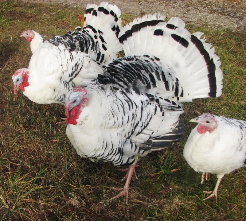 Royal Palm Turkey - Heritage Breed Turkeys | Cackle Hatchery