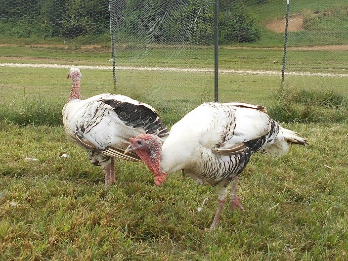 Royal Palm Turkey - Heritage Breed Turkeys | Cackle Hatchery
