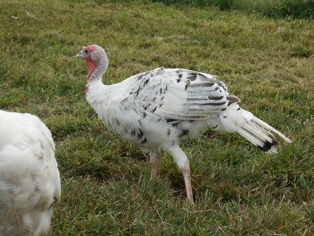Royal Palm Turkey - Heritage Breed Turkeys | Cackle Hatchery