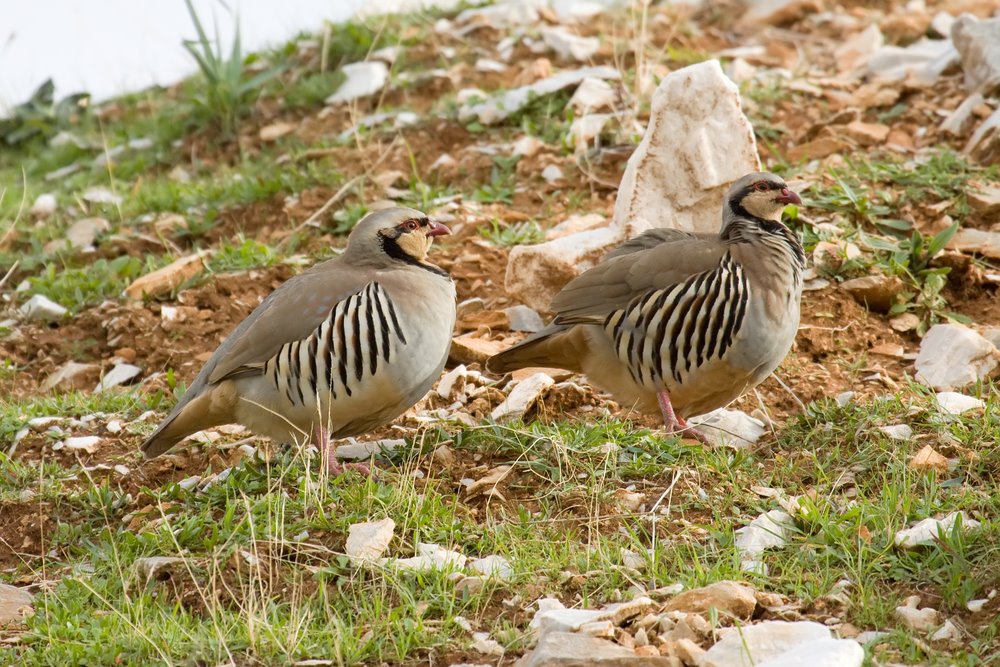 Chukar Partridge - Chukar Chicks for Sale | Cackle Hatchery
