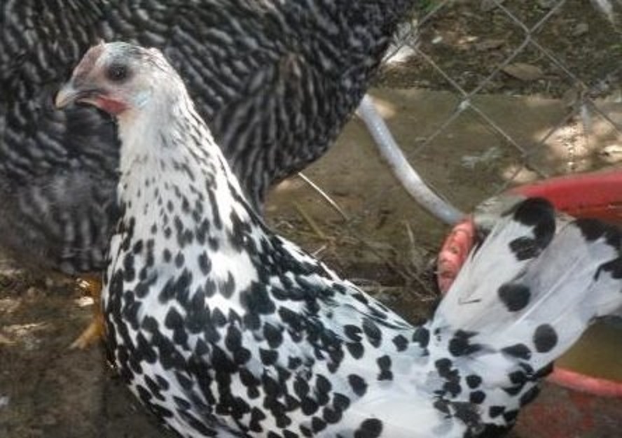 Silver Spangled Hamburg - Silver Spangled Hamburg - Chicks for Sale ...