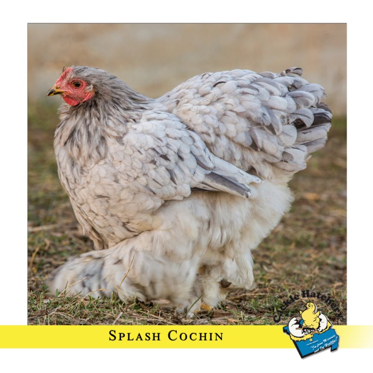 Splash Cochin - Standard Cochin Chickens | Cackle Hatchery