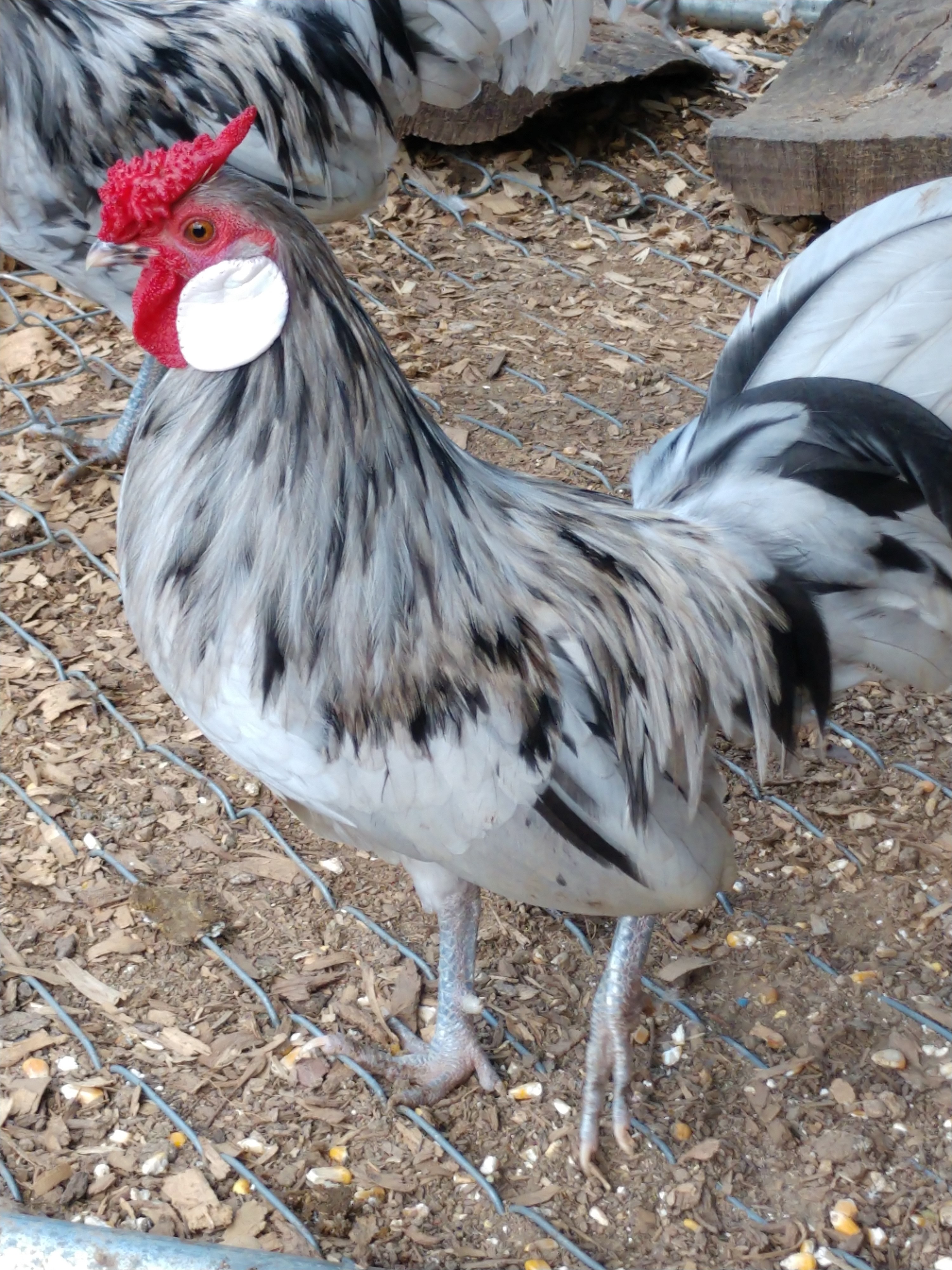 Splash Rosecomb Bantam Chickens | Cackle Hatchery
