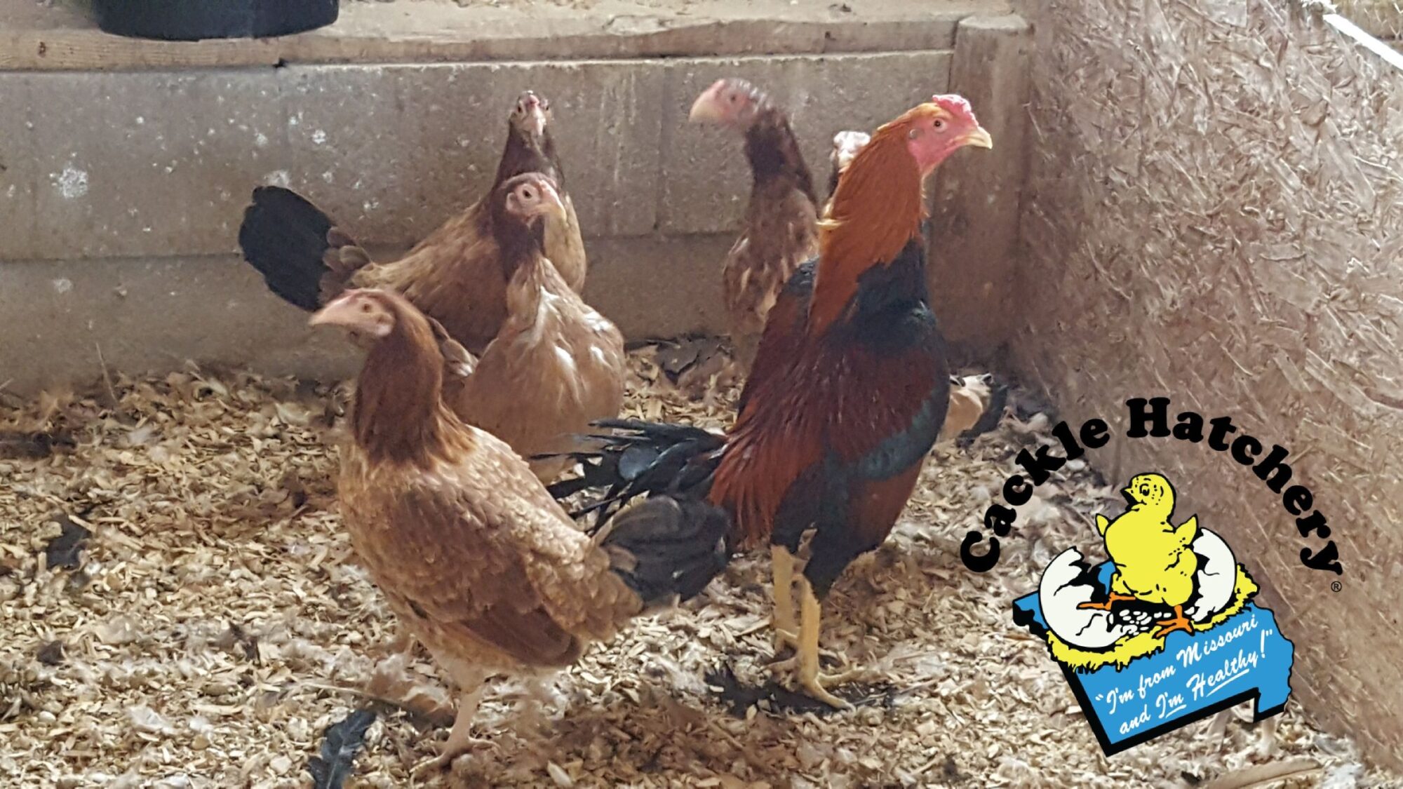 Wheaten Aseel (Asil) Chickens for Sale | Cackle Hatchery