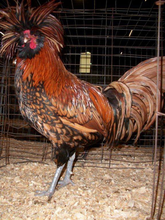 Top 10 Rare Chicken Breeds at Steven Payton blog