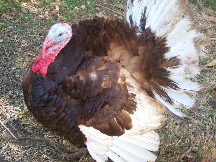 Turkeys for Sale - Heritage Turkey Breeds Hatchery | Cackle Hatchery