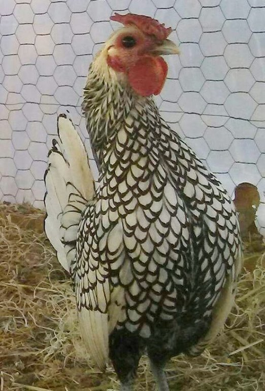 Silver Sebright Bantam Chicks for Sale | Cackle Hatchery