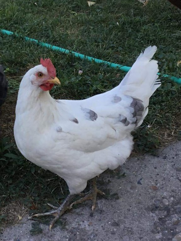 Austra White - White Egg Laying Chickens for Sale | Cackle Hatchery