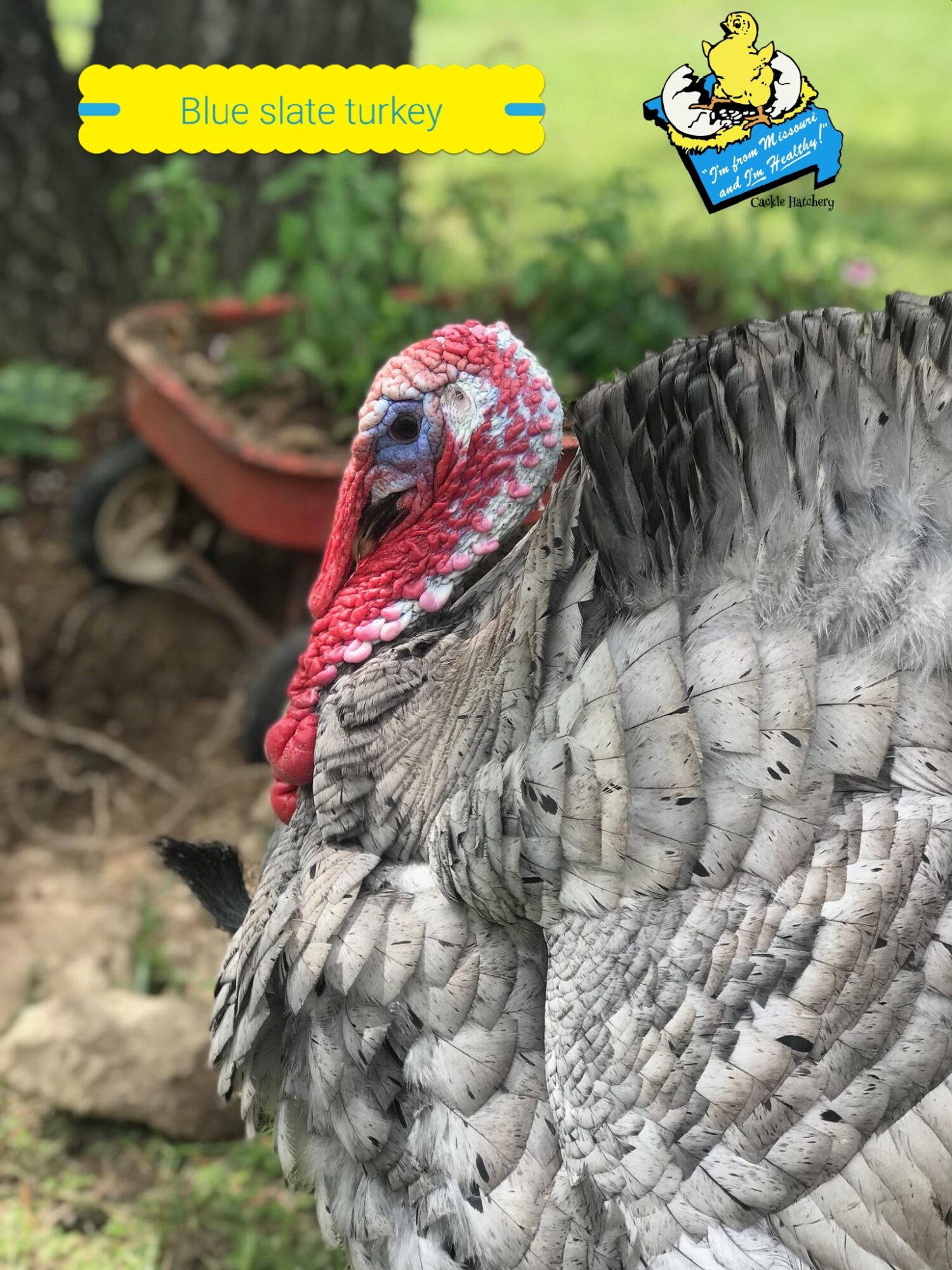 Blue Slate Turkey - Turkey Poults for Sale | Cackle Hatchery