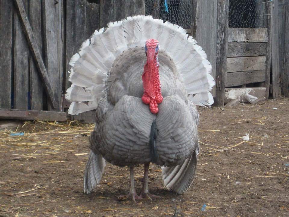 Blue Slate Turkey - Turkey Poults for Sale | Cackle Hatchery