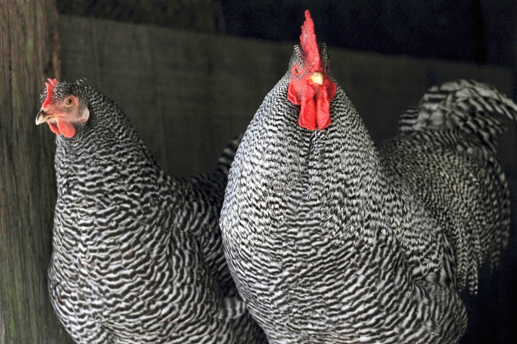 Barred Rock Chickens For Sale | Cackle Hatchery