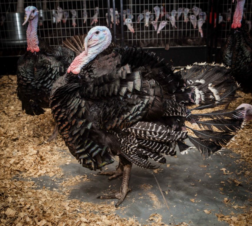 Broad Breasted Bronze Turkey Poults | Cackle Hatchery