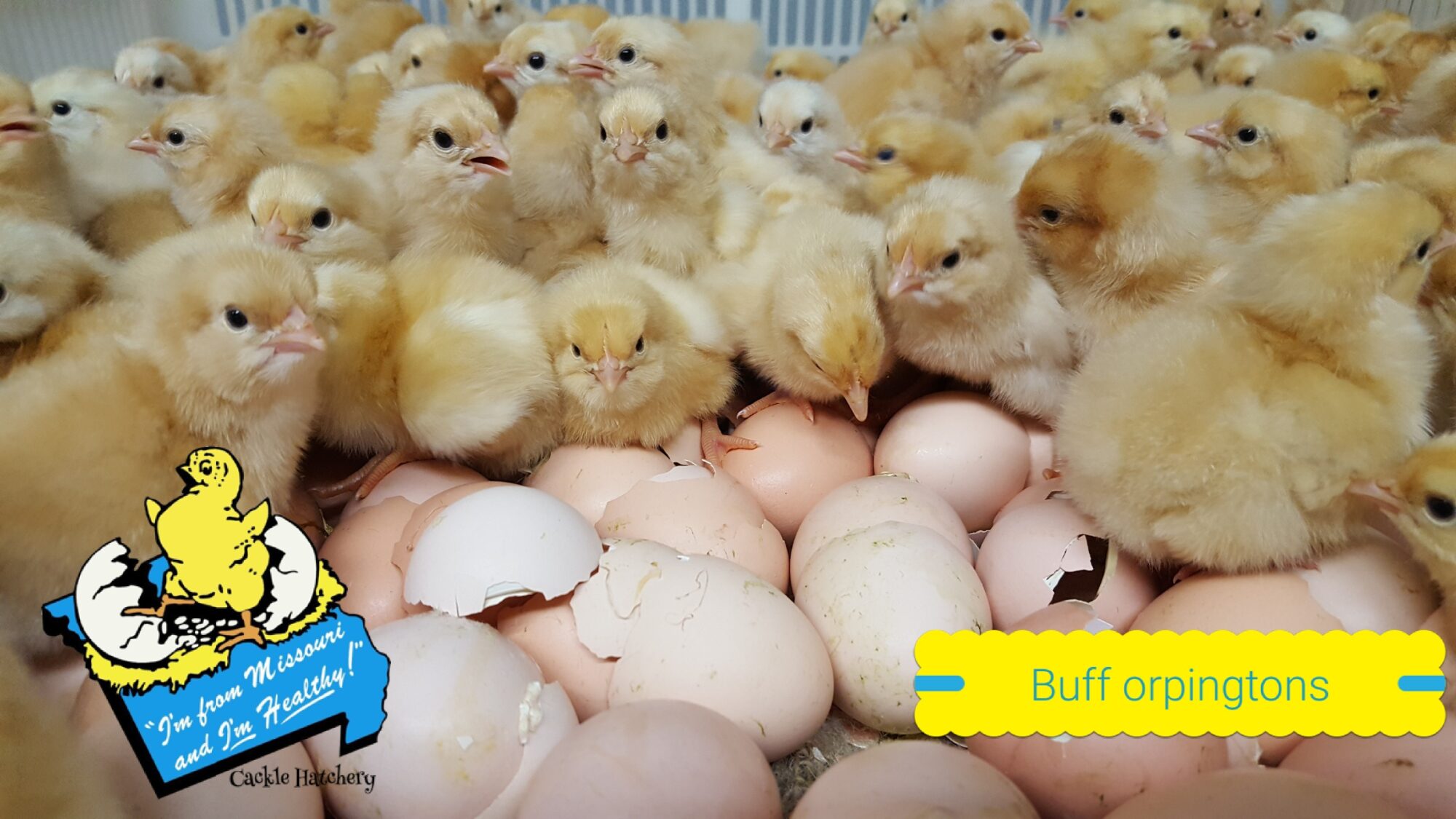 Buff Orpington Baby Chicks For Sale - Poultry For Sale | Cackle Hatchery
