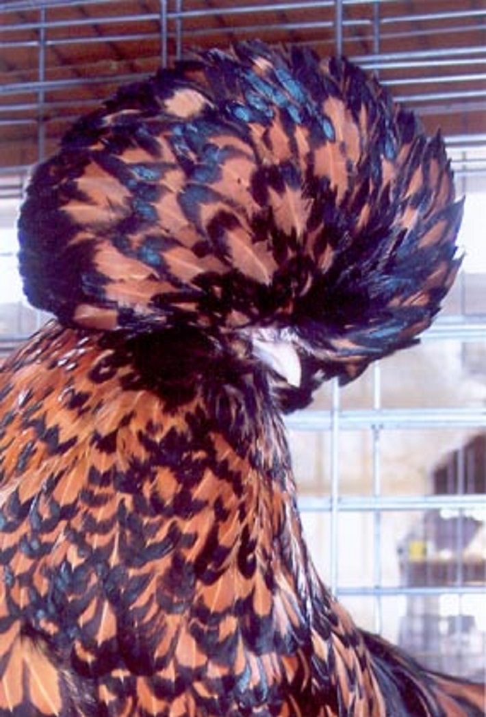 Golden Laced Polish Chicks for Sale | Cackle Hatchery