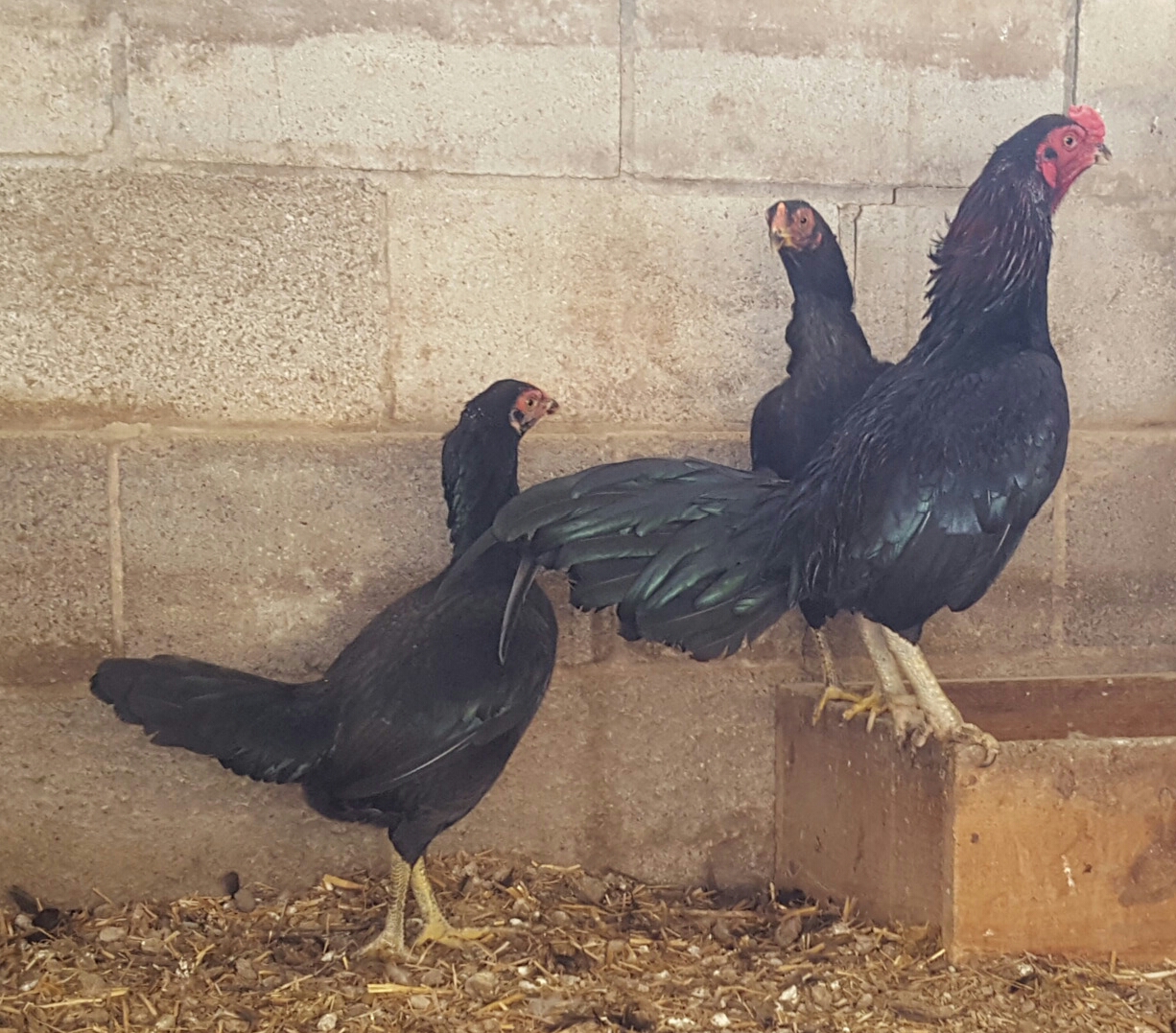 Dark Aseel (Asil) Chicken - Chicks for Sale | Cackle Hatchery
