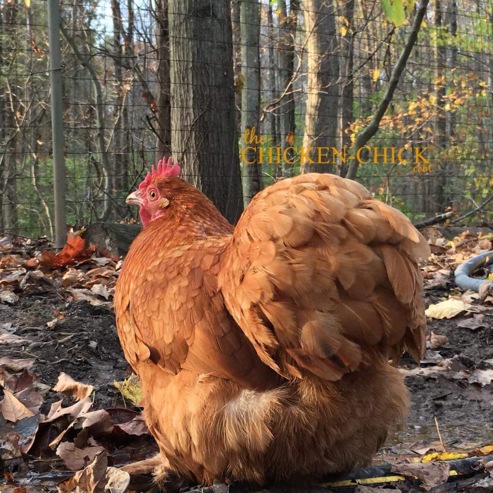 Buff Cochin Bantam - Bantam Chicks for Sale | Cackle Hatchery
