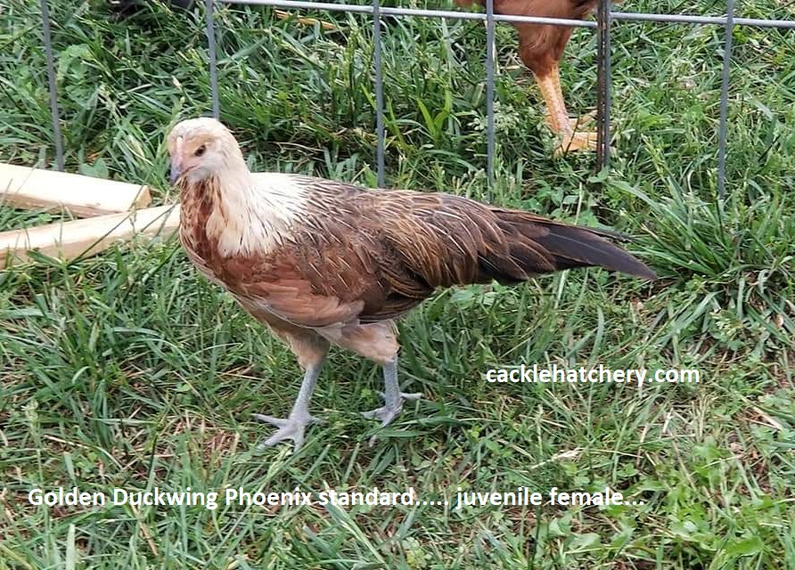 Golden Duckwing Phoenix Chickens | Cackle Hatchery