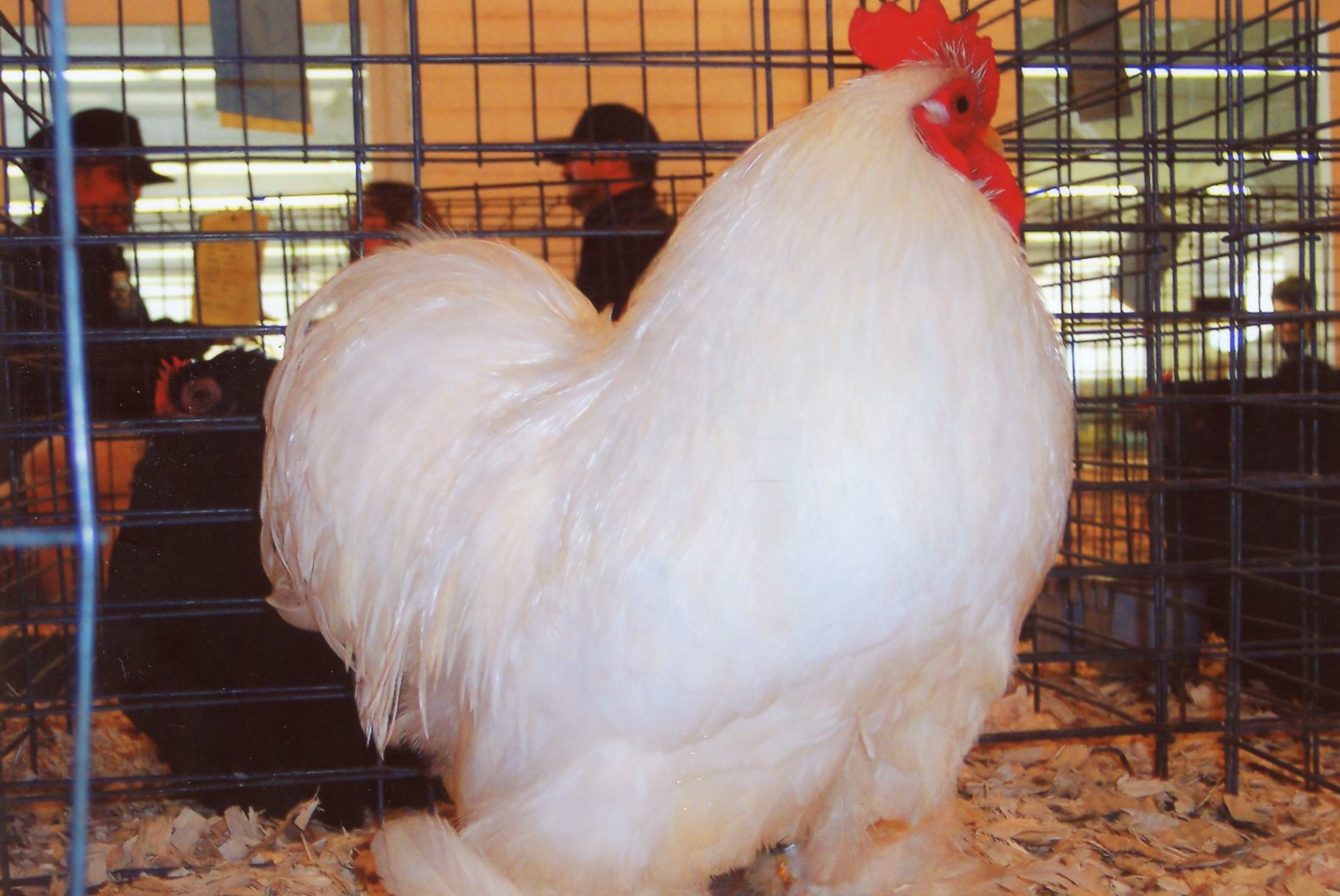 White Cochin Bantams - Chicks for Sale | Cackle Hatchery